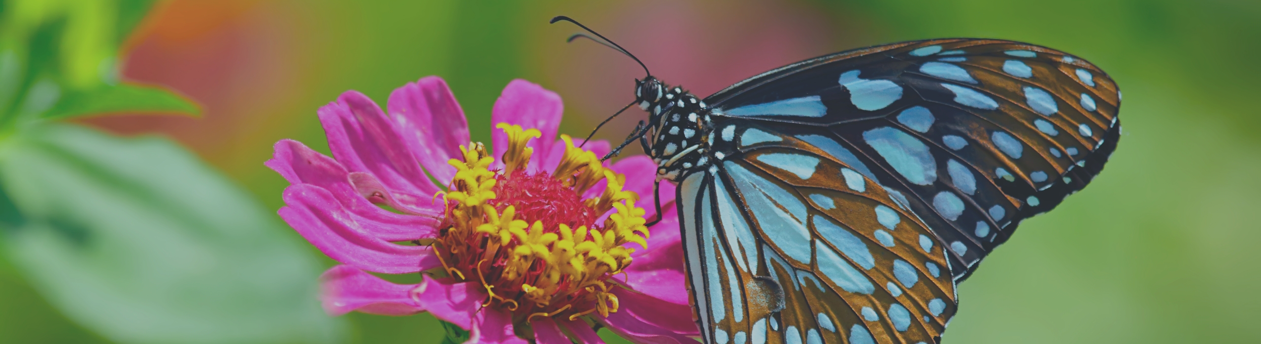 Our Team | Blue Monarch Financial Services, Texas : Blue Monarch Financial